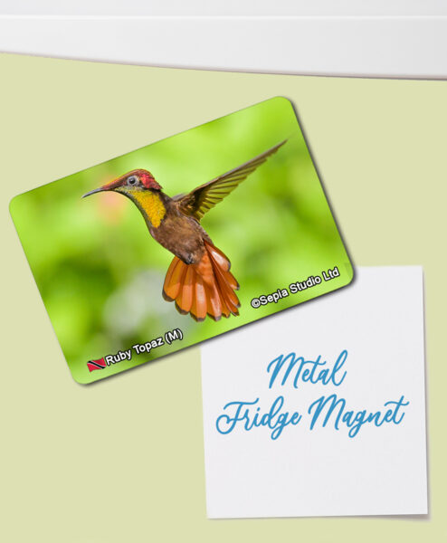 Fridge Magnet (Hummingbird) Ruby Topaz (M) - Sepia Studio Ltd